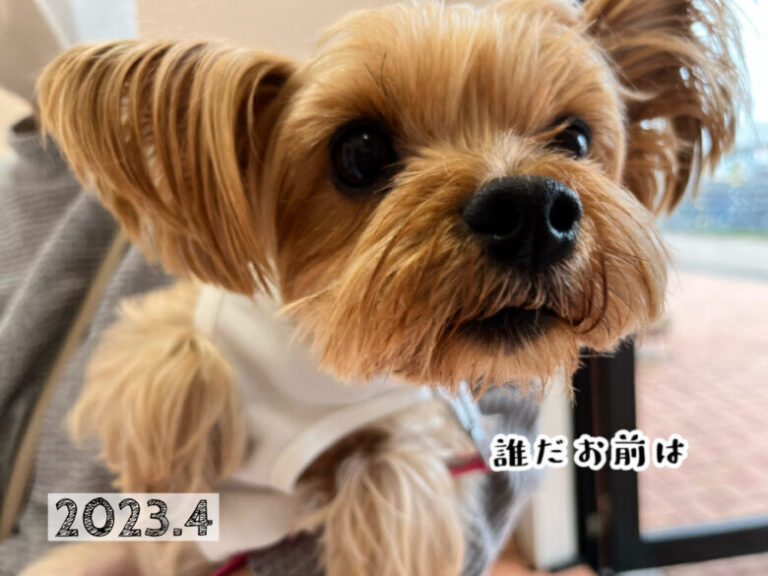 ももちゃん（2sb）、おひさ！ - お蕎麦さんは、お留守番。